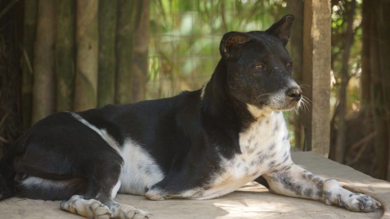 Poleng - Barc4BaliDogs