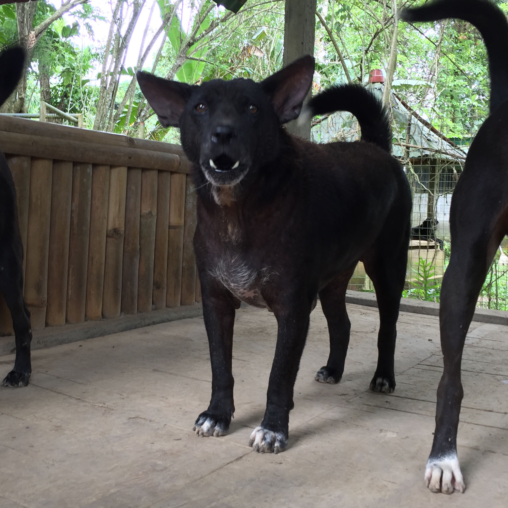 Barc4BaliDogs