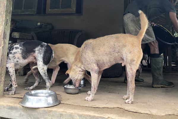 dogs - Barc4BaliDogs